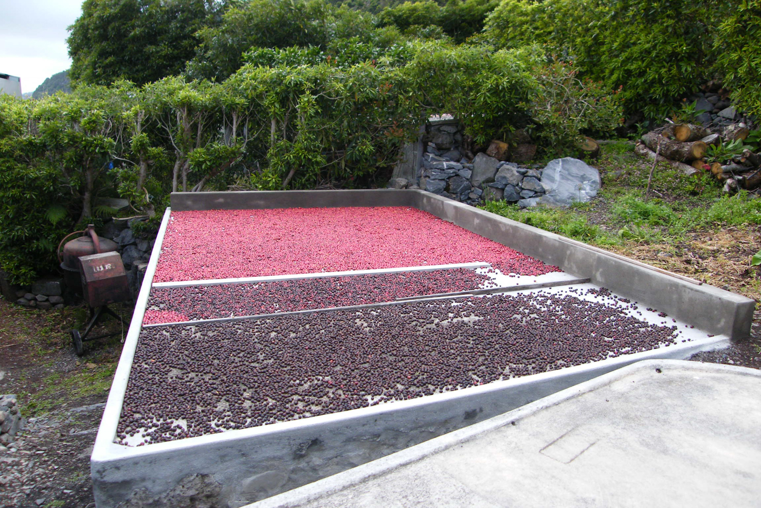 The Atlantic's Hidden Coffee Farm On The Azorean Island Of São Jorge ...