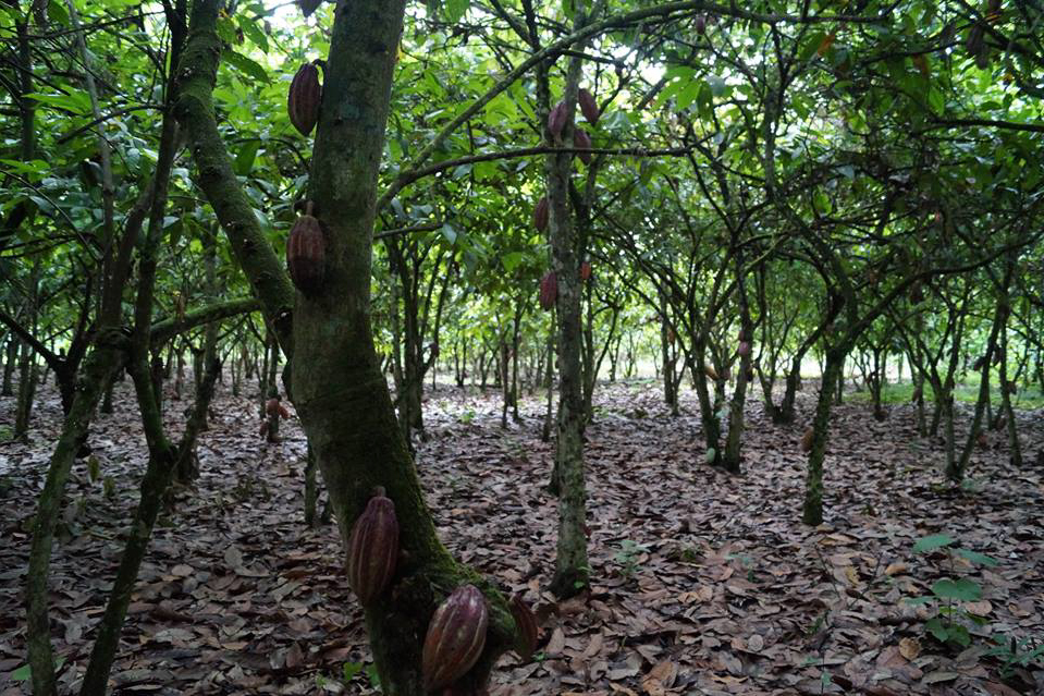 Terroir Chocolate: Onyx Coffee Lab Unites Coffee & Cacao | Sprudge Coffee