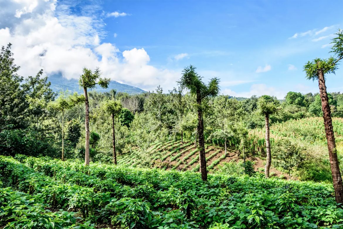 A Guatemalan Coffee Crisis Is Leading To Greater Rates Of Migration ...