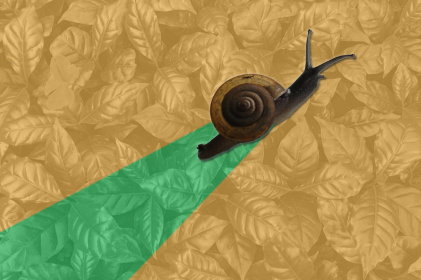 Hero Snail Saves Coffee Crops By Doing Snail Stuff | Sprudge Coffee