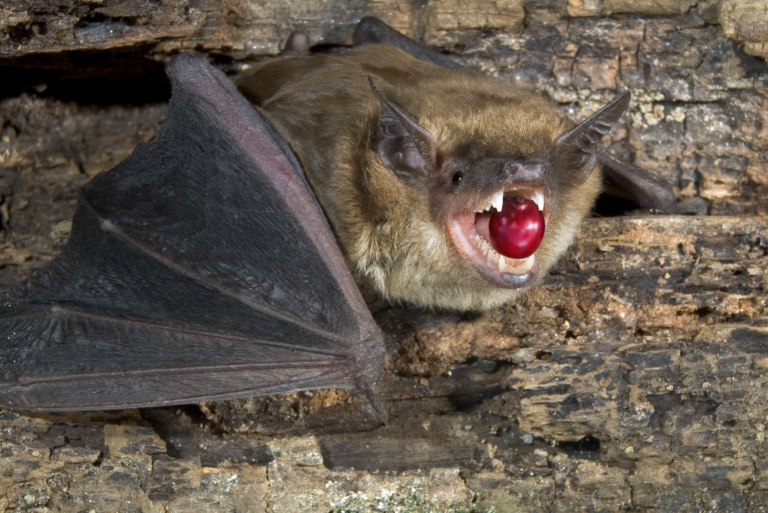 Is Madagascar Bat Spit Coffee The Next Kopi Luwak? | Sprudge Coffee