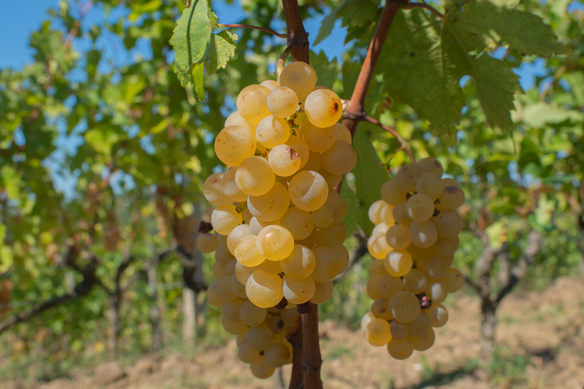 Josko Gravner: The Sprudge Wine Interview | Sprudge Coffee