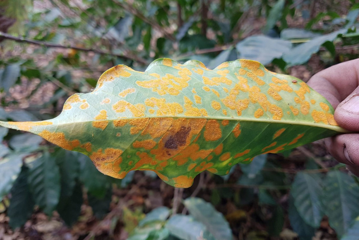 World Coffee Research Just Published The Largest Leaf Rust Study ...