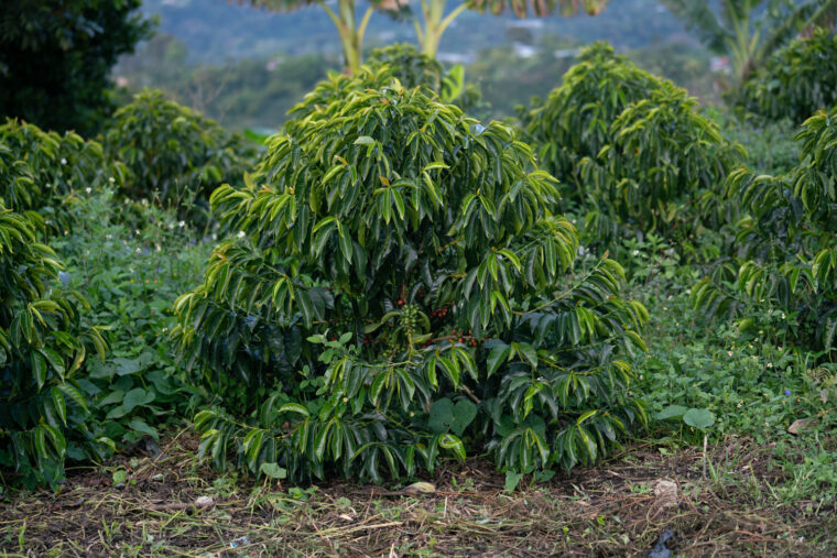 One Lie And A Truth: Pink Bourbon's True Origin | Sprudge Coffee