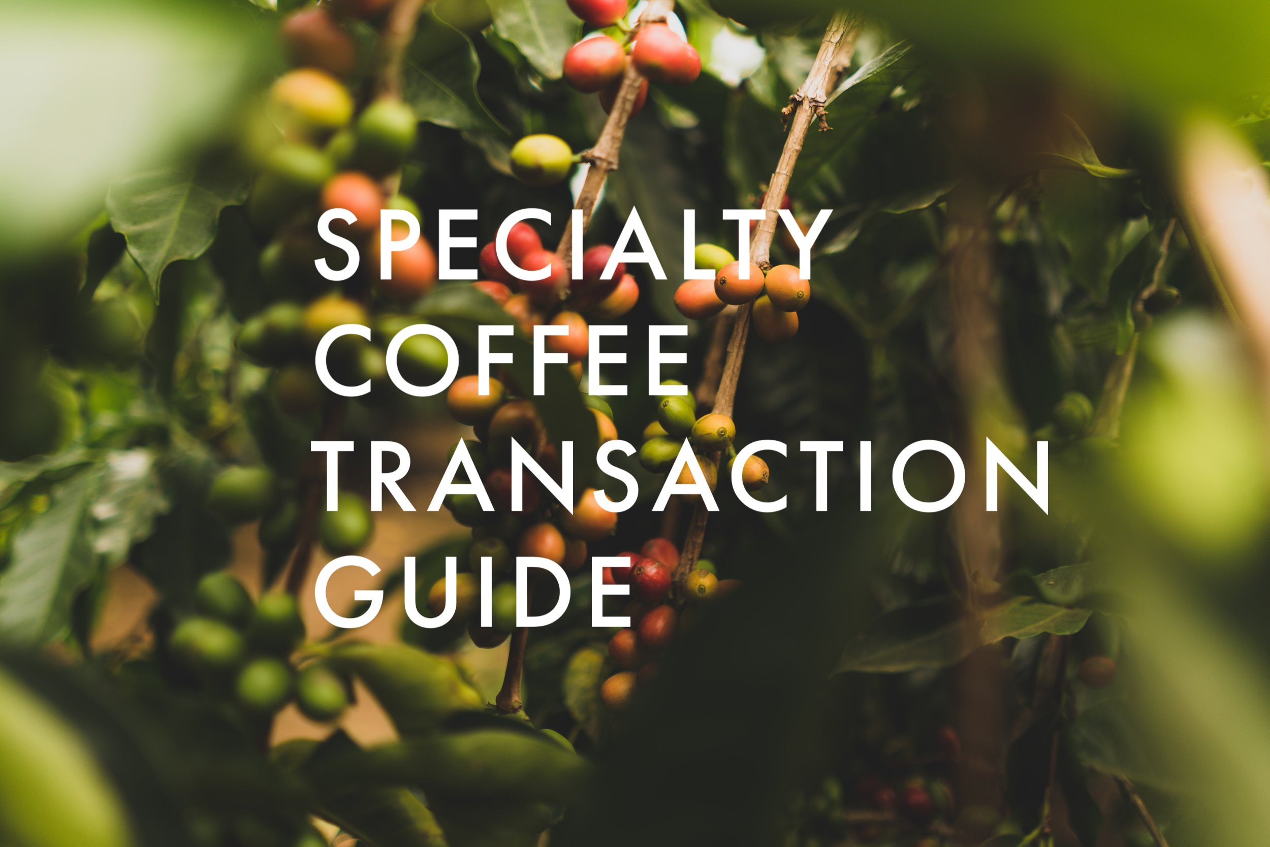 Tracking Coffee Prices With The Specialty Coffee Transaction Guide ...