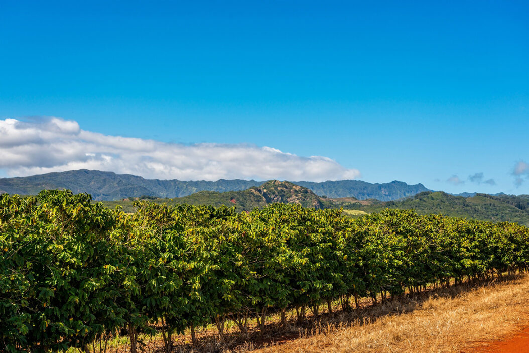 America's Largest Coffee Producer Kauai Coffee May Lose Their Lease ...